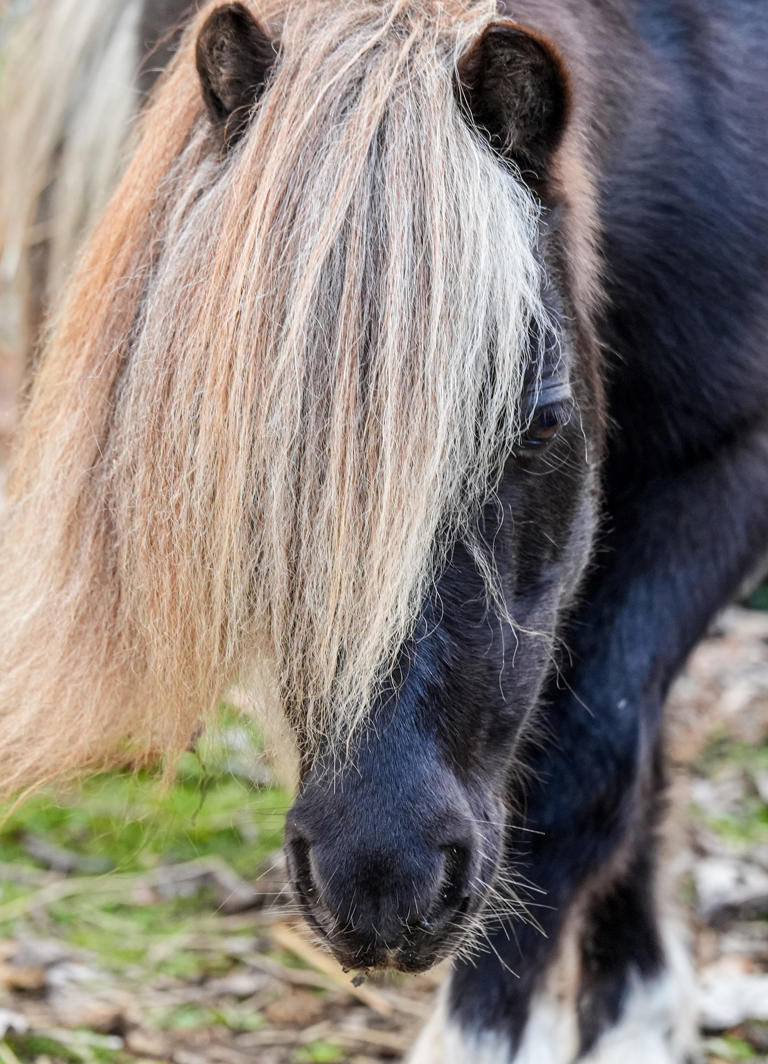Bandit the mini horse may be outlawed under new Louisville ordinance