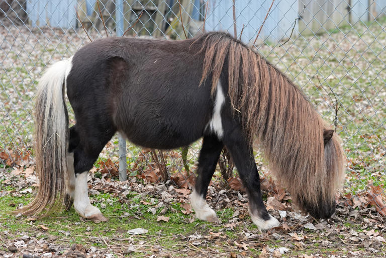 Bandit the mini horse may be outlawed under new Louisville ordinance