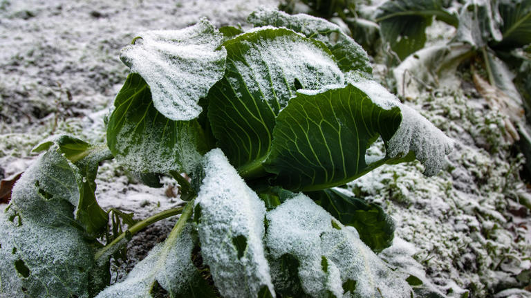 Frost advisory vs freeze warning: What's the difference and how to ...
