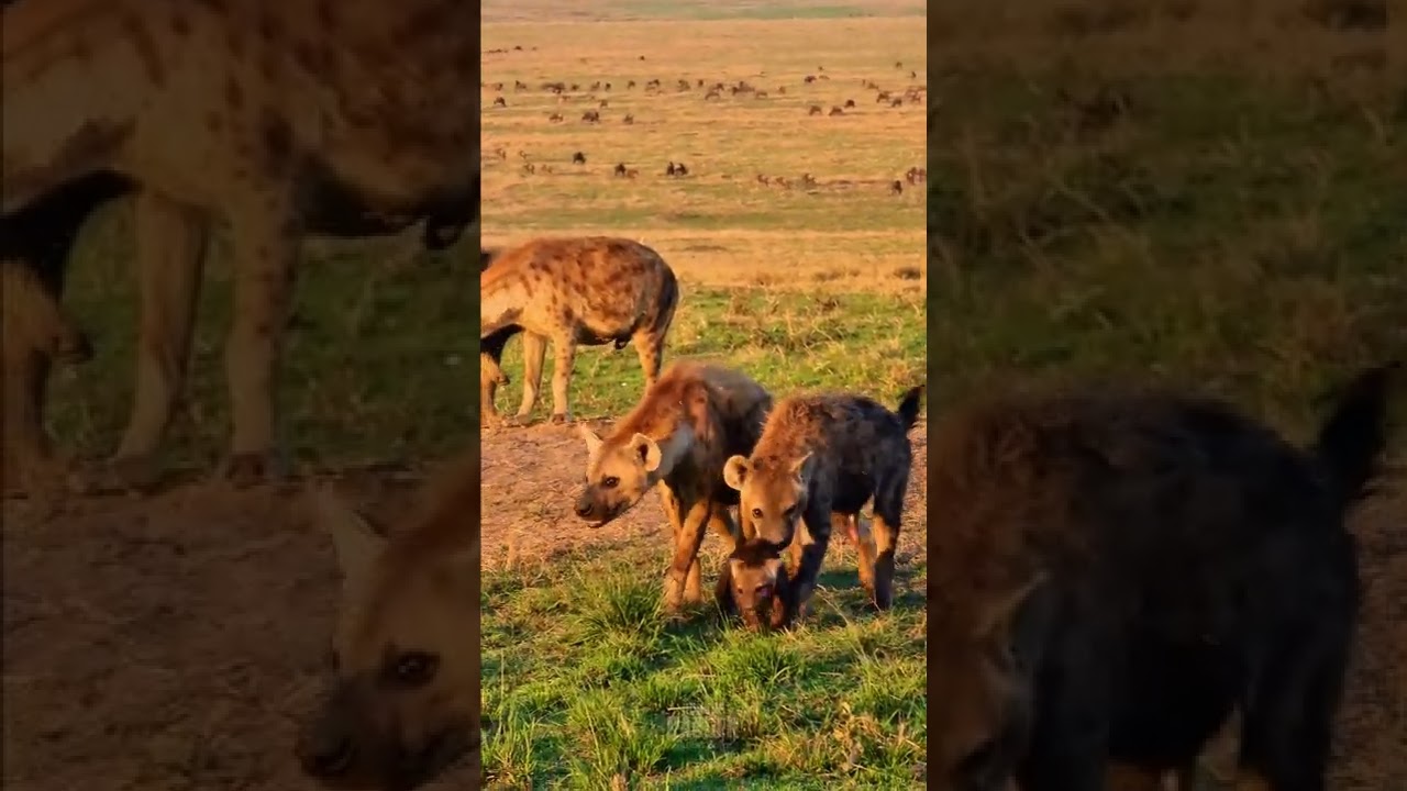 Hyena cubs explore freely in playful Mara den scene