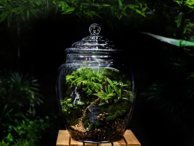 Flaschengarten selber machen: DIY-Anleitung für ewiges Terrarium