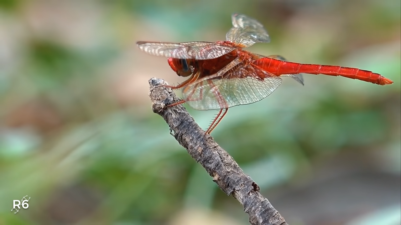 The insane biology of a dragonfly