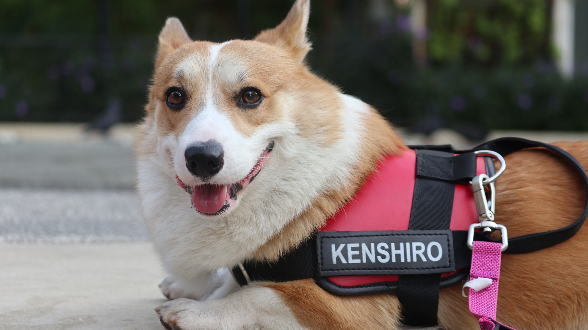 100 unique name ideas for your pet dog