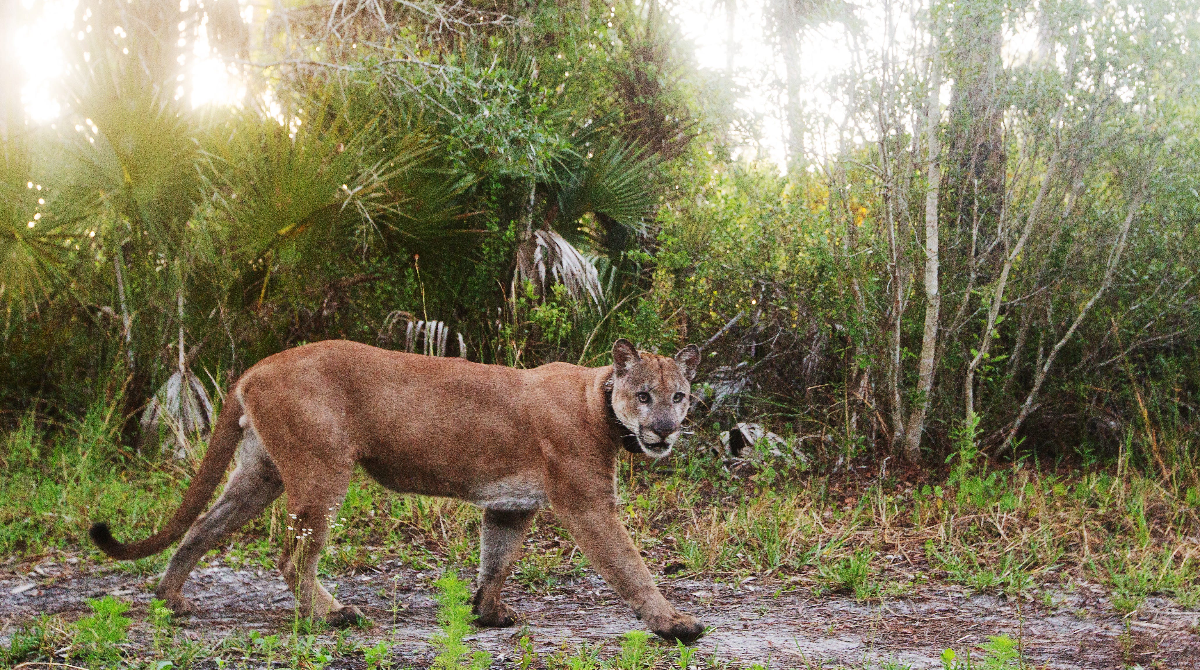 Panther dies after collision with vehicle in western Polk County