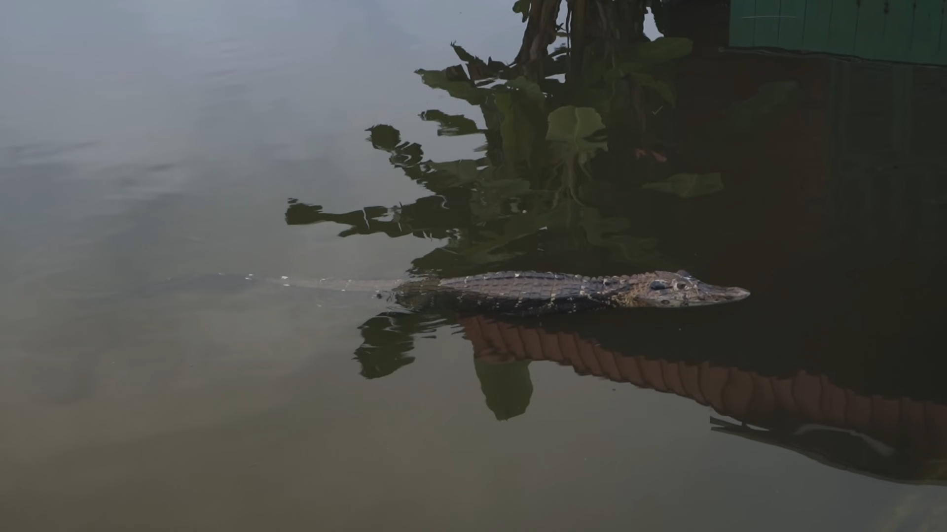 What happens when you spend 72 hours in the Amazon rainforest