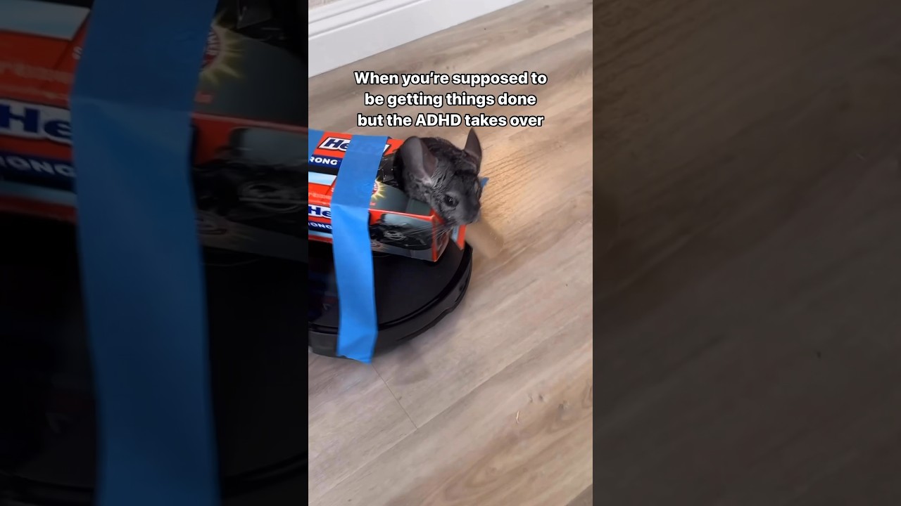 Powerful tank chinchilla takes on an agile flying chinchilla