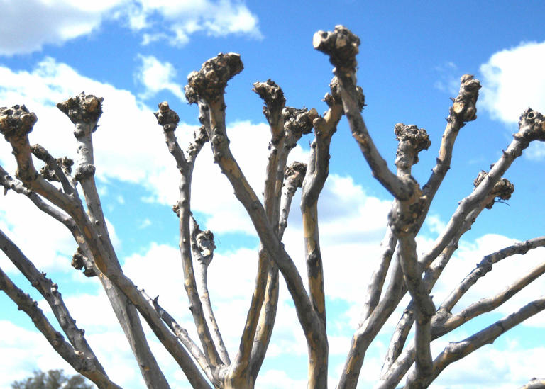 Here's your winter to-do list for North Texas landscapes and gardens