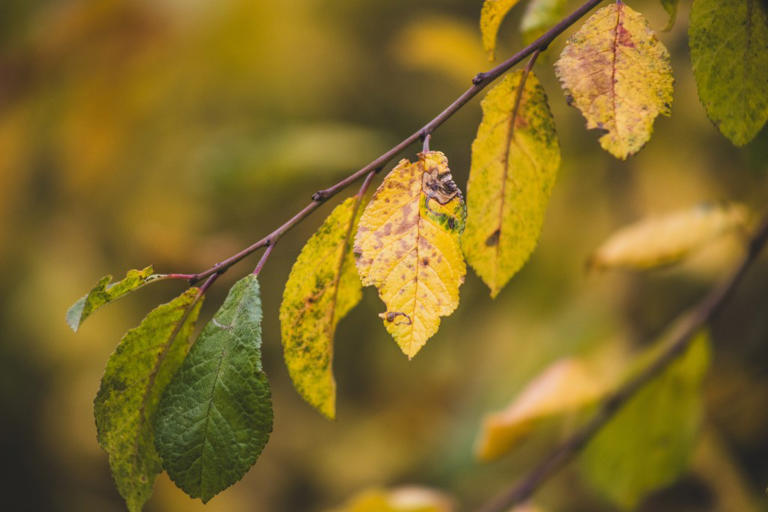 Canon RF 75-300mm F4-5.6 review – barebones telezoom