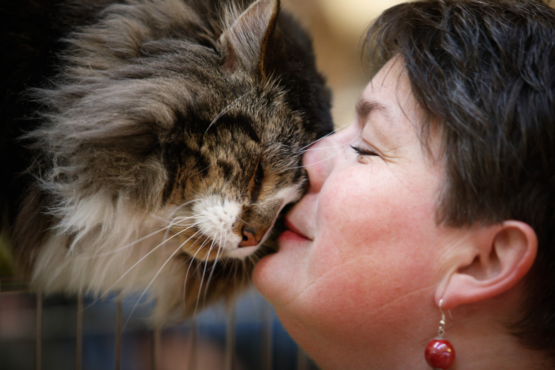 Why are humans the only species with chins?