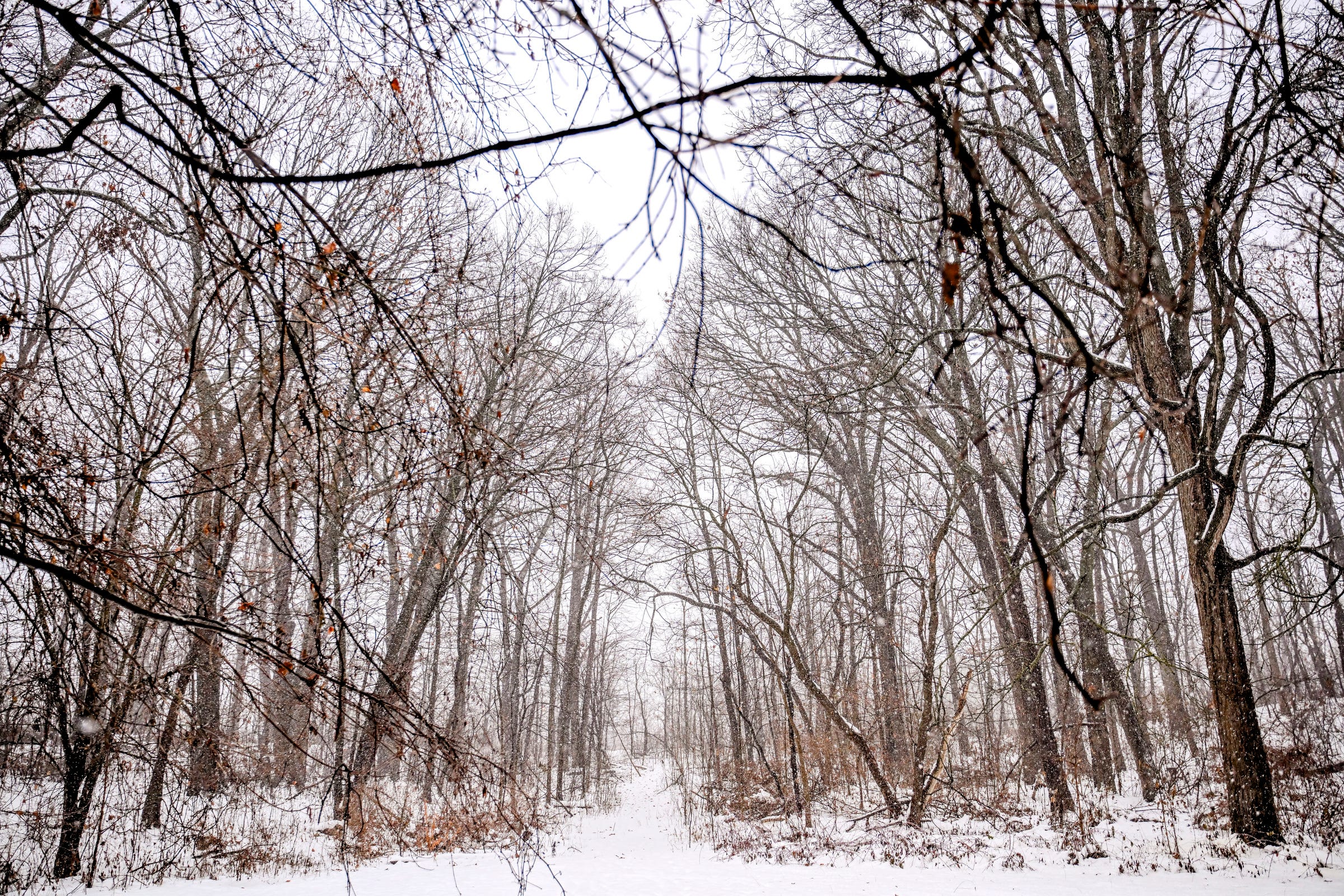 A walk in the park: Lansing's Regent Park features woods, trails and ...
