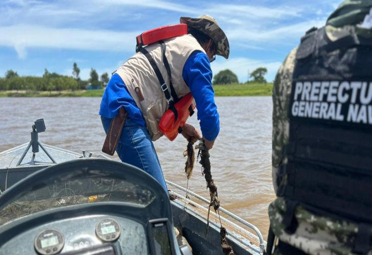 La legislación bajo la lupa ante el aumento de incautaciones en la ...
