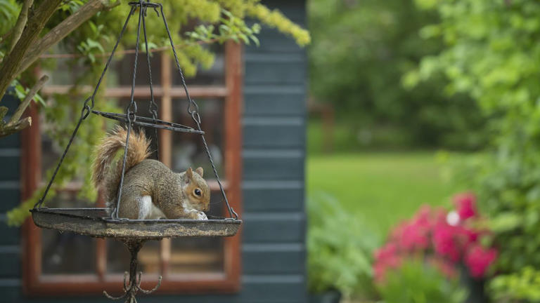 The 5-7-9 rule could squirrel-proof your bird feeder – here's what the ...