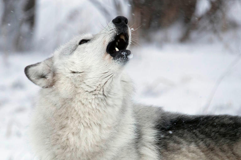 Need plans for New Year's Eve? Check out these South Bend area events.