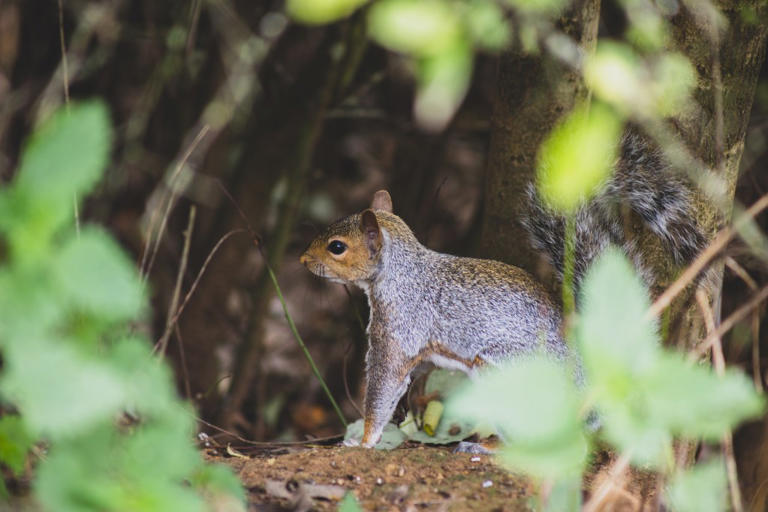 Canon RF 75-300mm F4-5.6 review – barebones telezoom