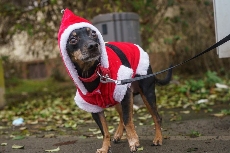 How cold is too cold for dogs as cold snap grips UK