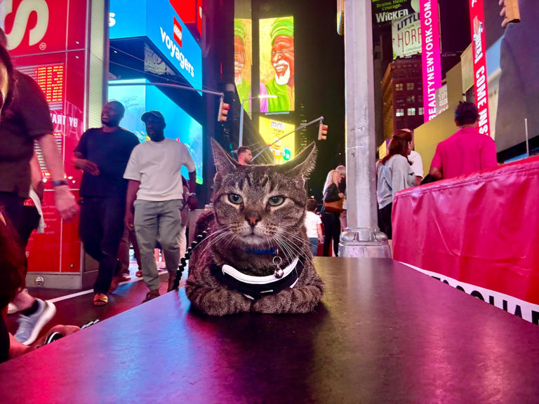 How pets healed us this year