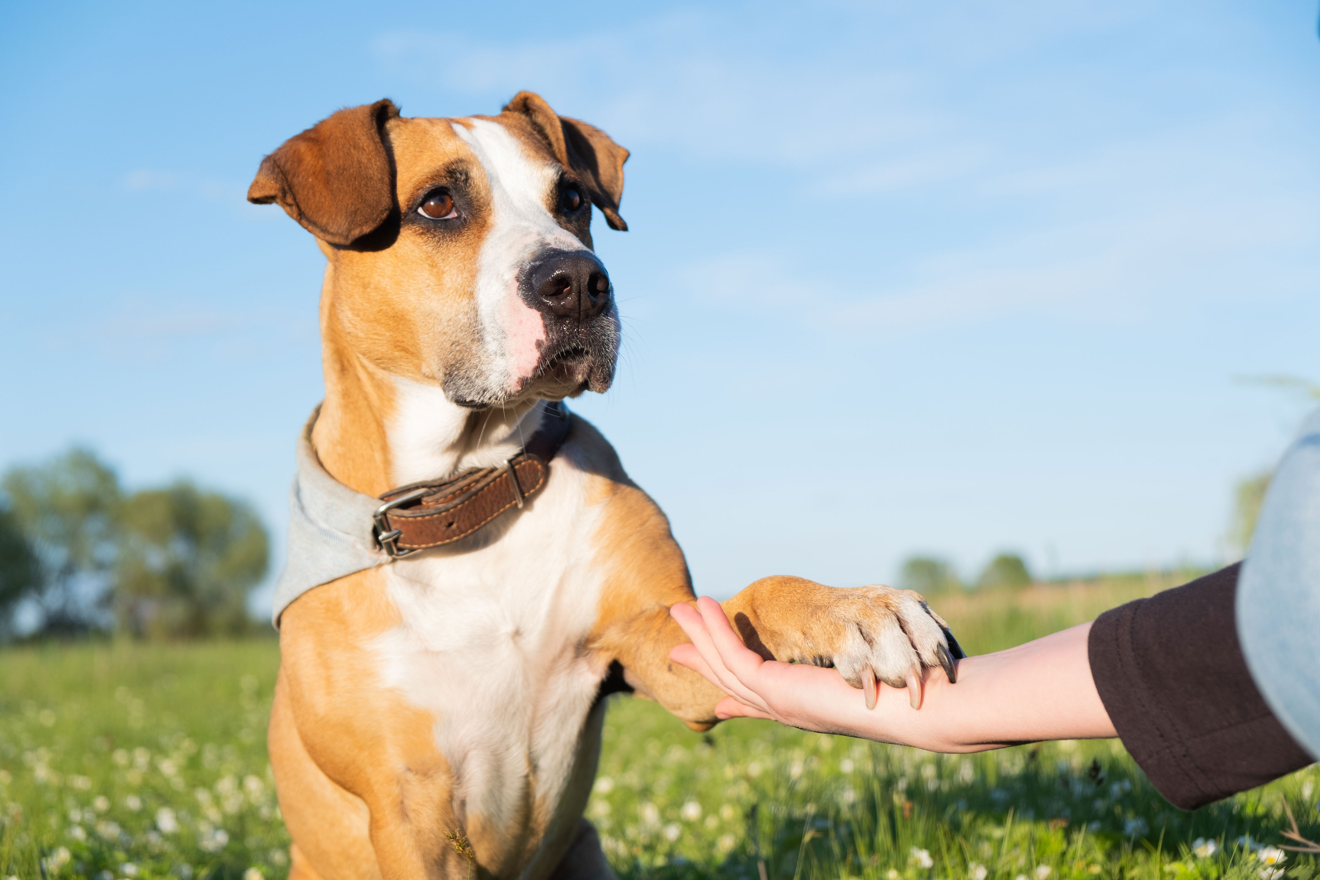 Hysterics as pit bull tries to make new friend, but there’s a problem