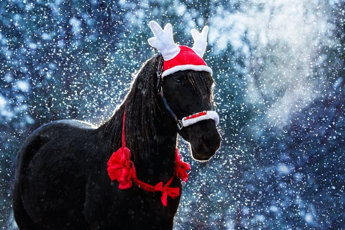 Gorgeous black stallion enjoys perfect nighttime holiday-themed horse play