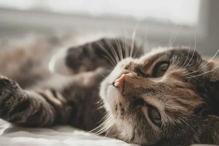 El ADN antiguo revela la verdad: Los gatos domésticos tienen un origen ...