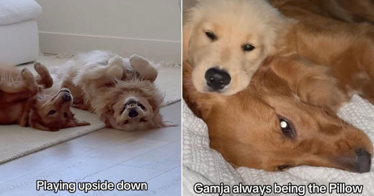 Video shows things golden retrievers didn't grow out of & it's cute