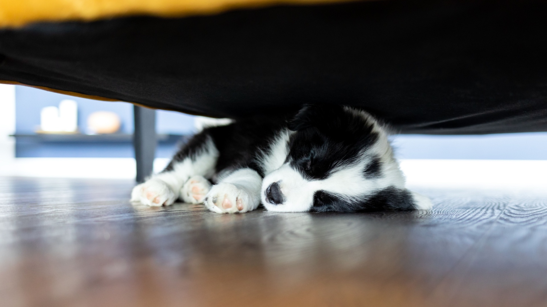 8 sounds that make dogs want to hide under the bed