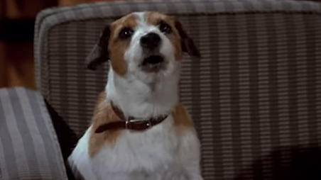 It was a dog - What scientists got wrong about the first animal in space