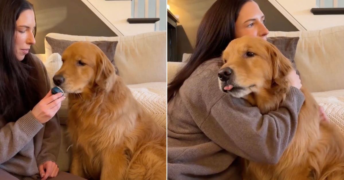 Golden retriever learning new words is everything you need to see