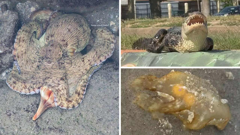 Mysterious 'alien' creature joins other strange finds on Texas beaches ...
