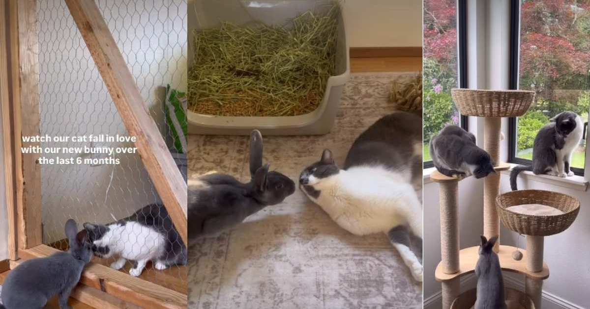Video: Cat gradually falls in love with bunny