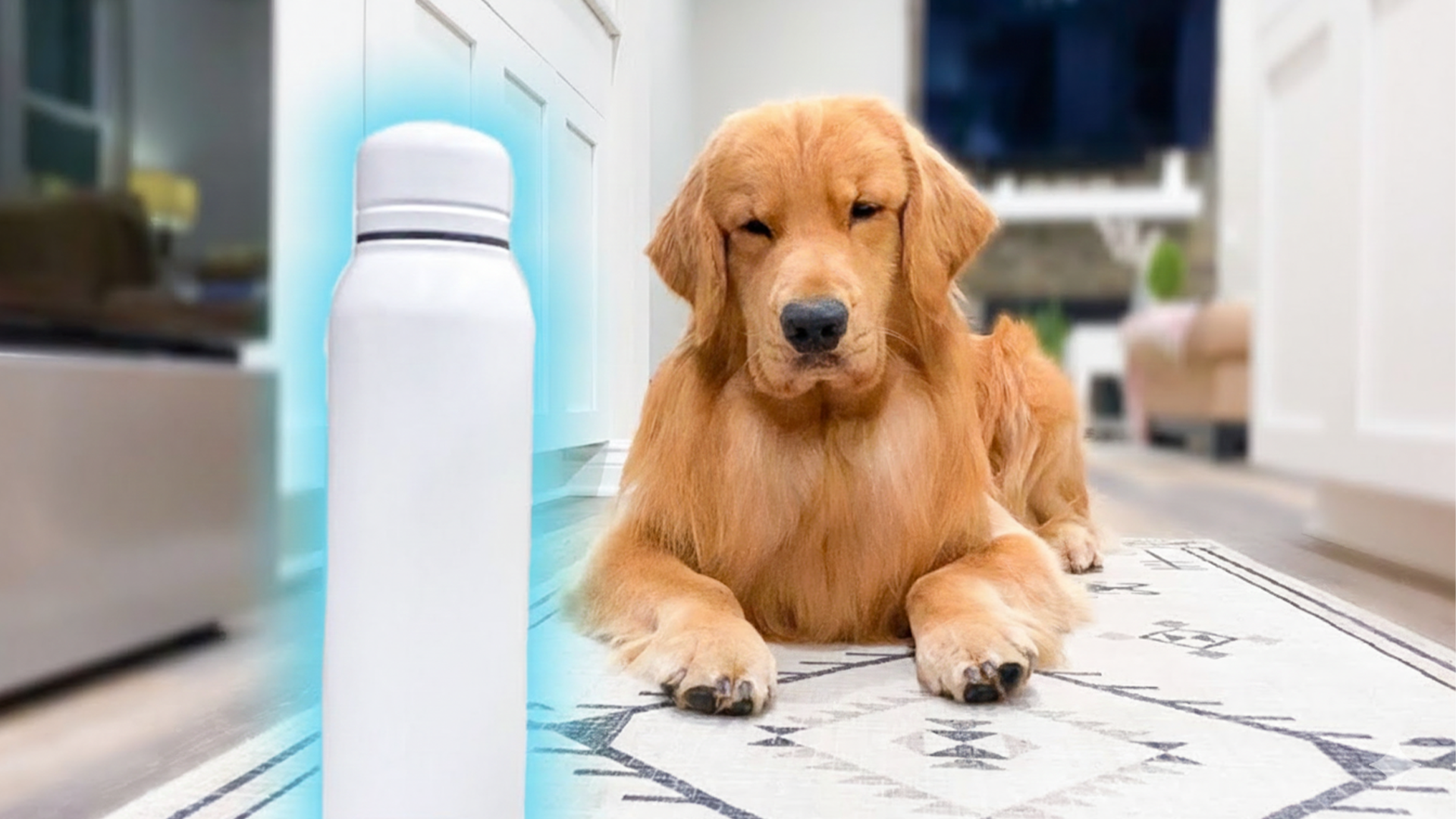 My dog is beefing with a bottle