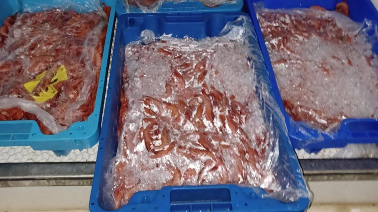 El Seprona descubre 112 kg de gamba roja pescada y vendida de forma ...