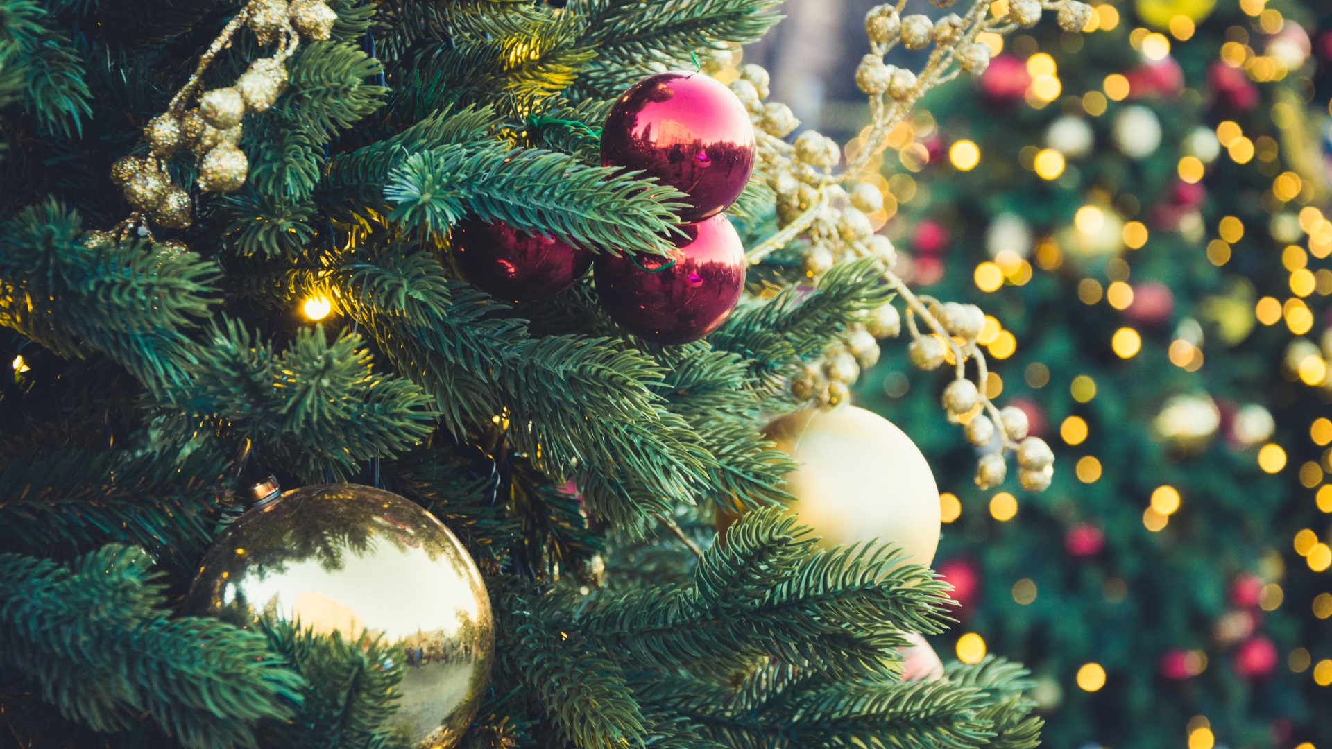 Tips to know before tossing your Christmas tree