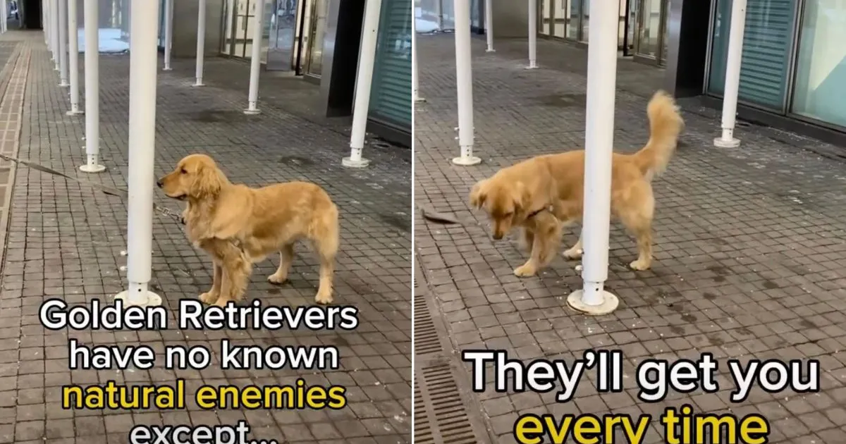 Golden retriever has just one 'natural enemy' while on walks