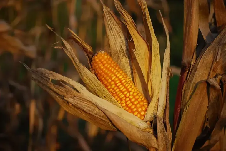 How America's corn belt is changing - and why it matters
