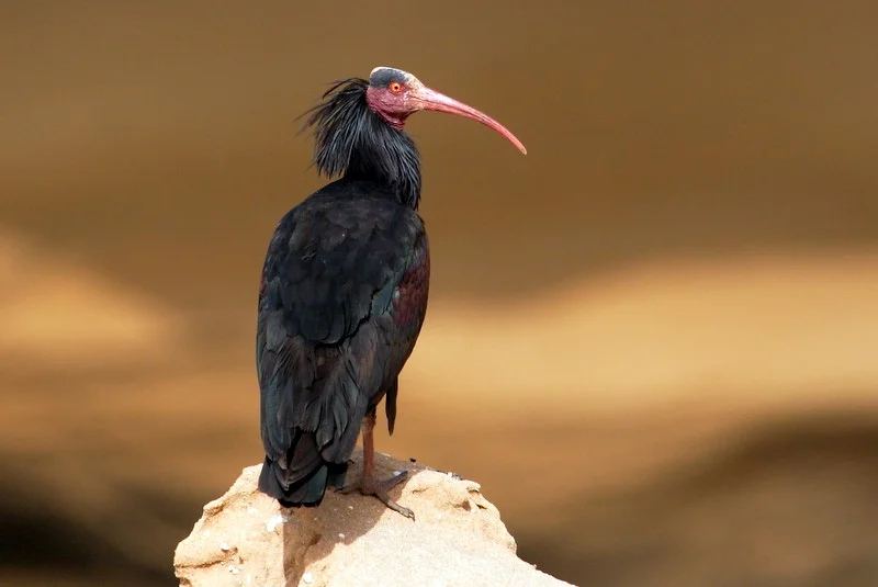 Morocco’s breeding program brings rare bird back from brink
