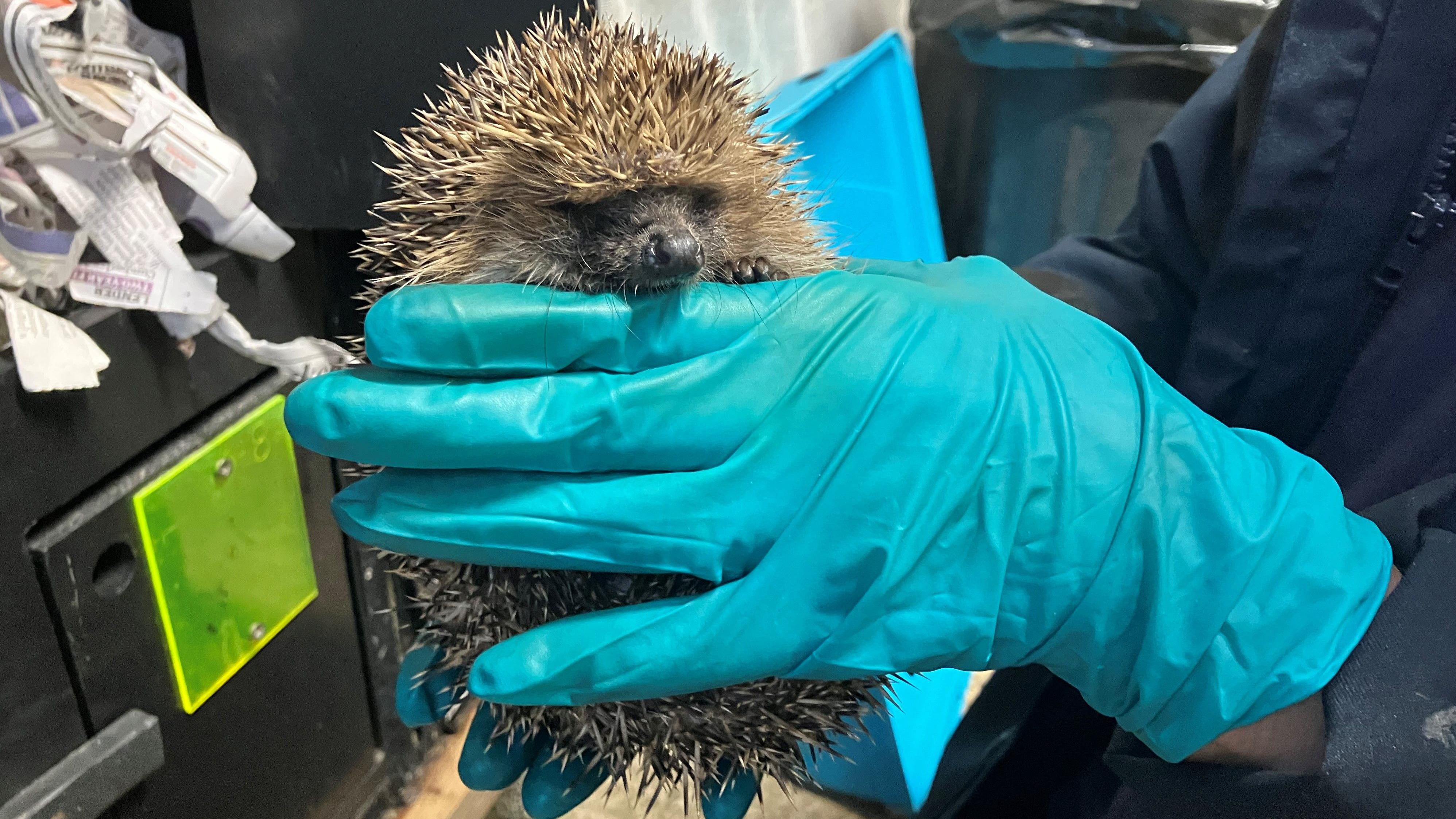 Hedgehog rescue centre nearing completion