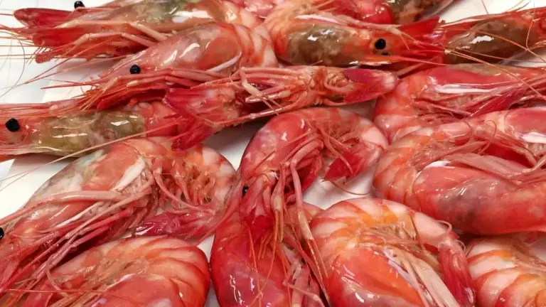 Inmovilizados 112 kilos de gamba roja en Santa Pola (Alicante)