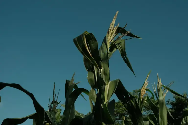 How America's corn belt is changing - and why it matters