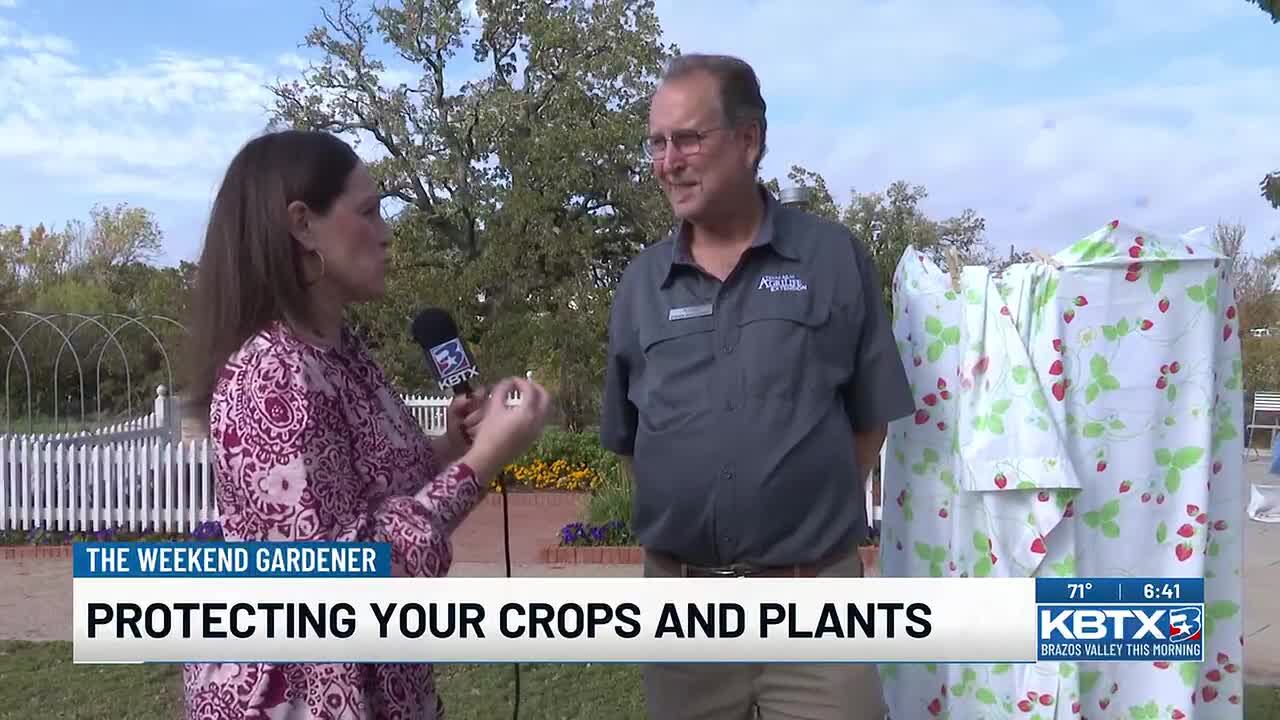 Weekend gardener: How to wrap shrubs, small trees to protect from frost