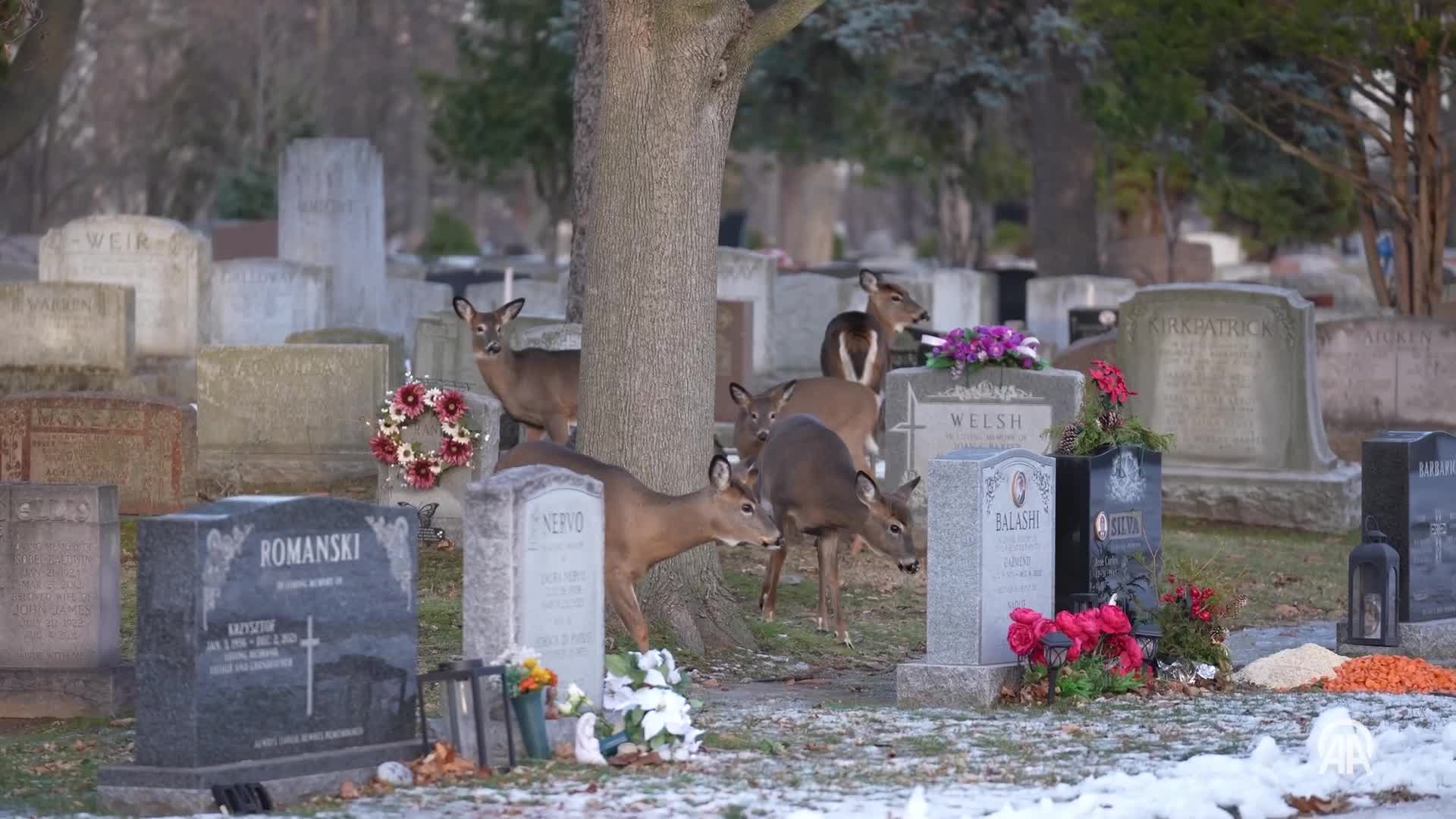 Deer gather at Toronto cemetery for Christmas Day offerings