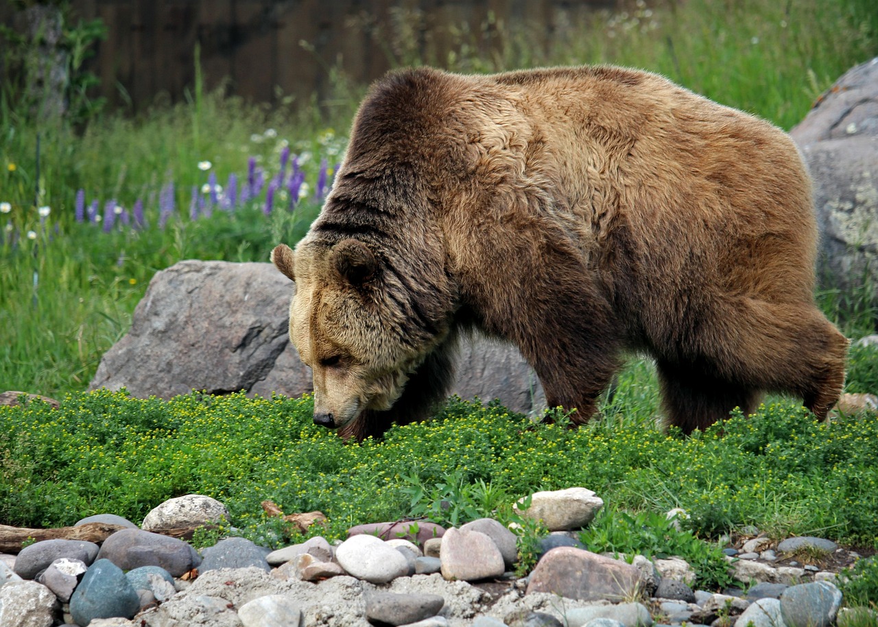 7 animals proven to stand their ground against a grizzly