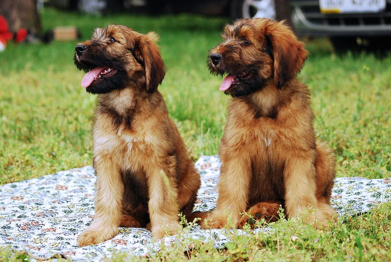 15 dogs that commonly balance awareness and relaxation indoors