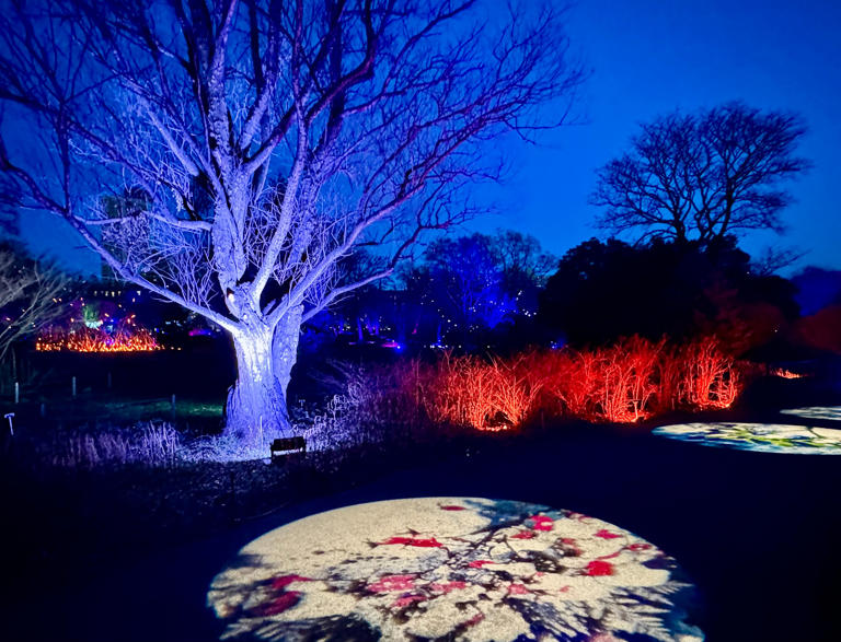 Garden of light: Where illumination transforms winter gardens into ...