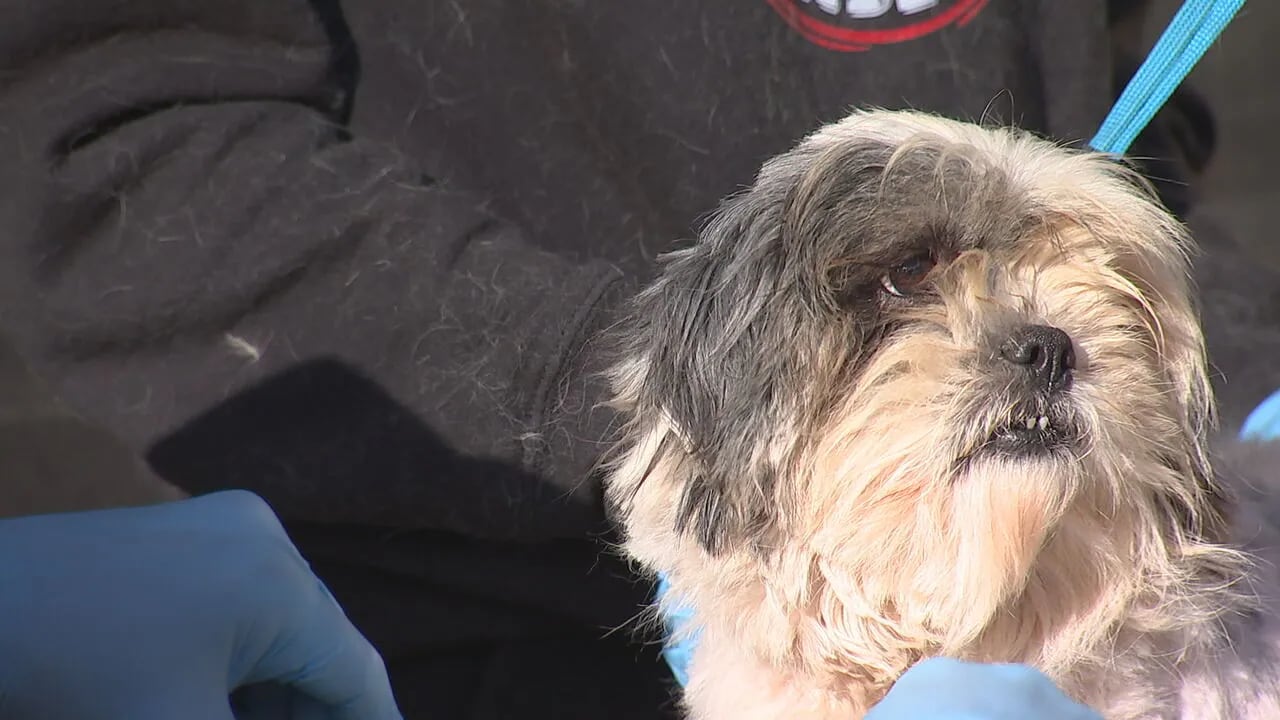 Dozens of dogs given second chance at life after Gaston County puppy ...