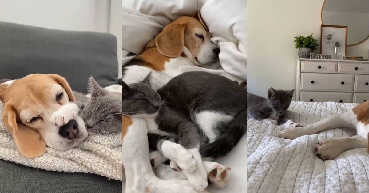 Video: Cat has to hold paws with dog before falling asleep