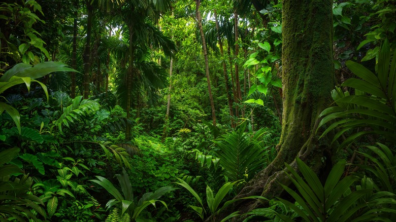 11 things you should never do in the rainforest