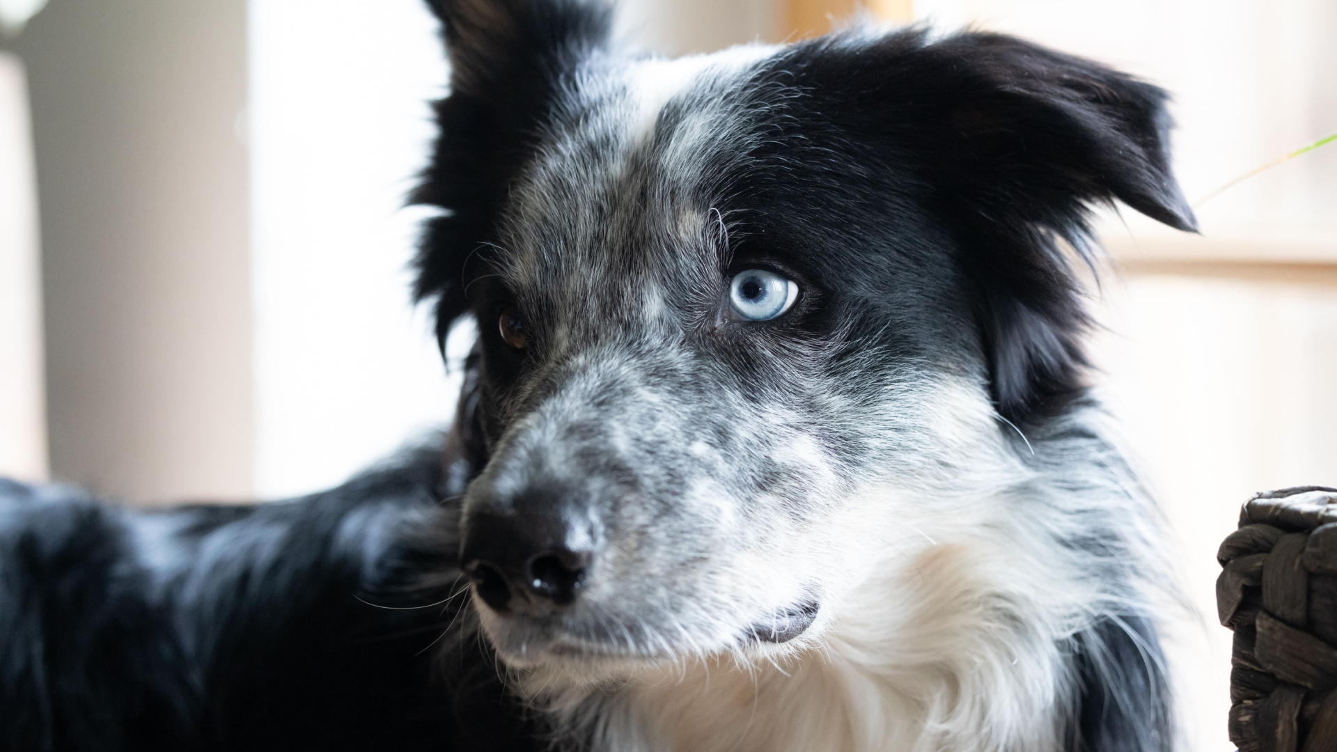 Can your pet understand what you’re saying? Exploring animal language ...