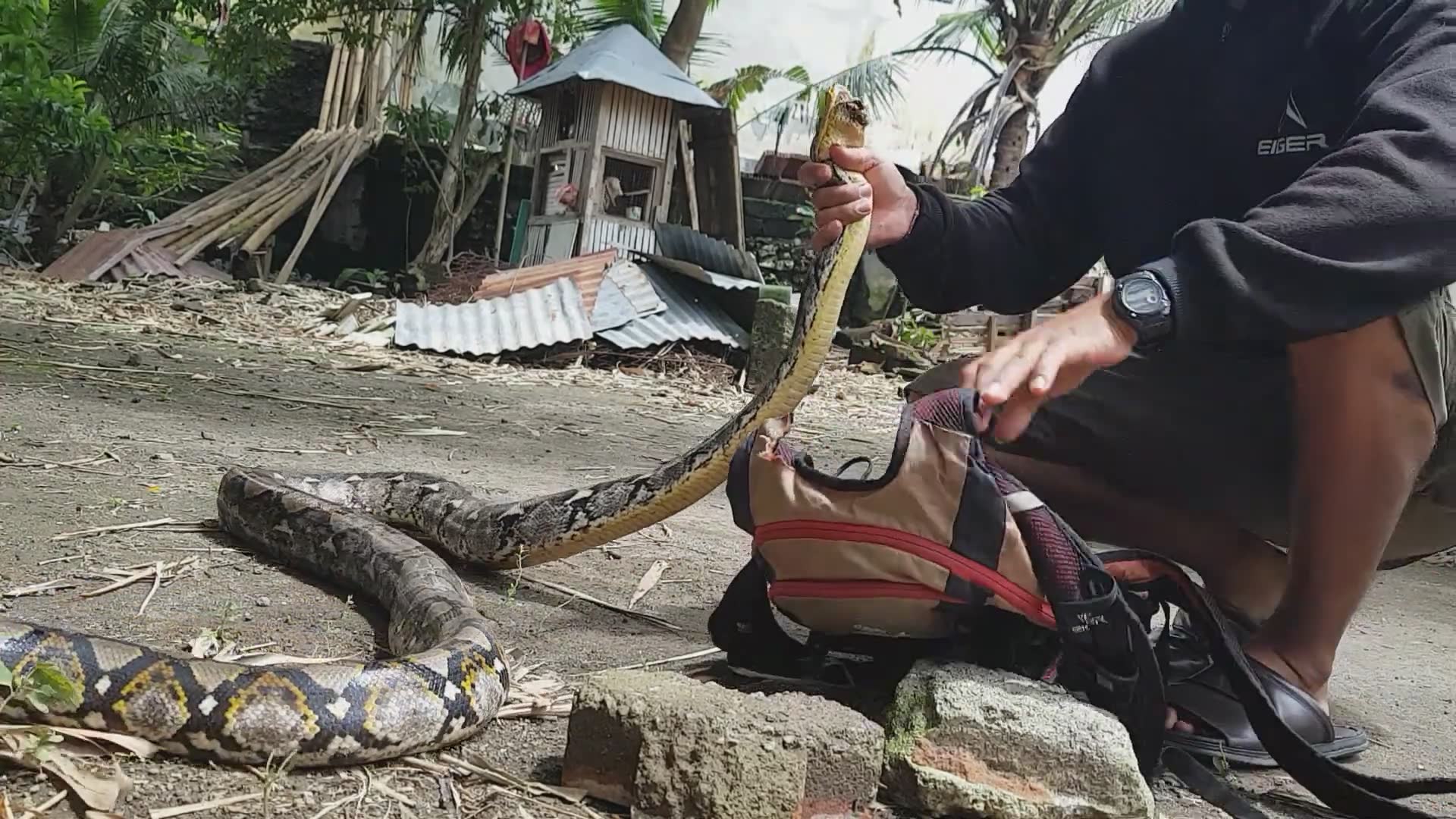 Dangerously aggressive snake behavior and warning signs