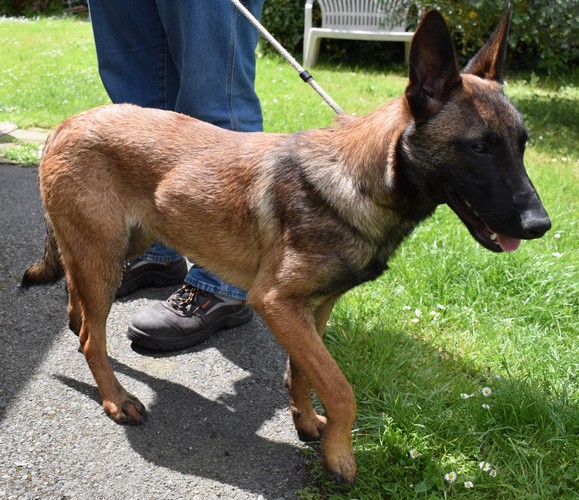 Adoption. PACO attend ses nouveaux maîtres à la SPAA d’Angers
