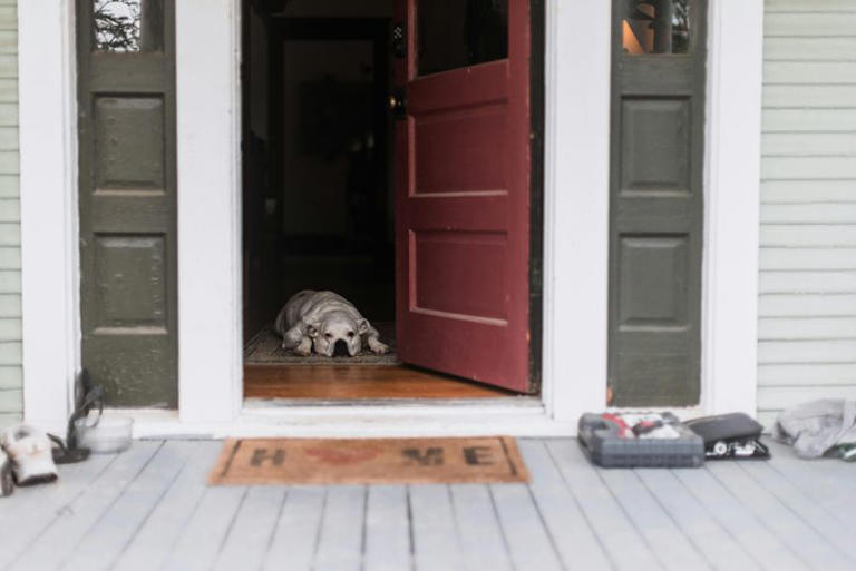 Why your pet waits outside the bathroom door every time